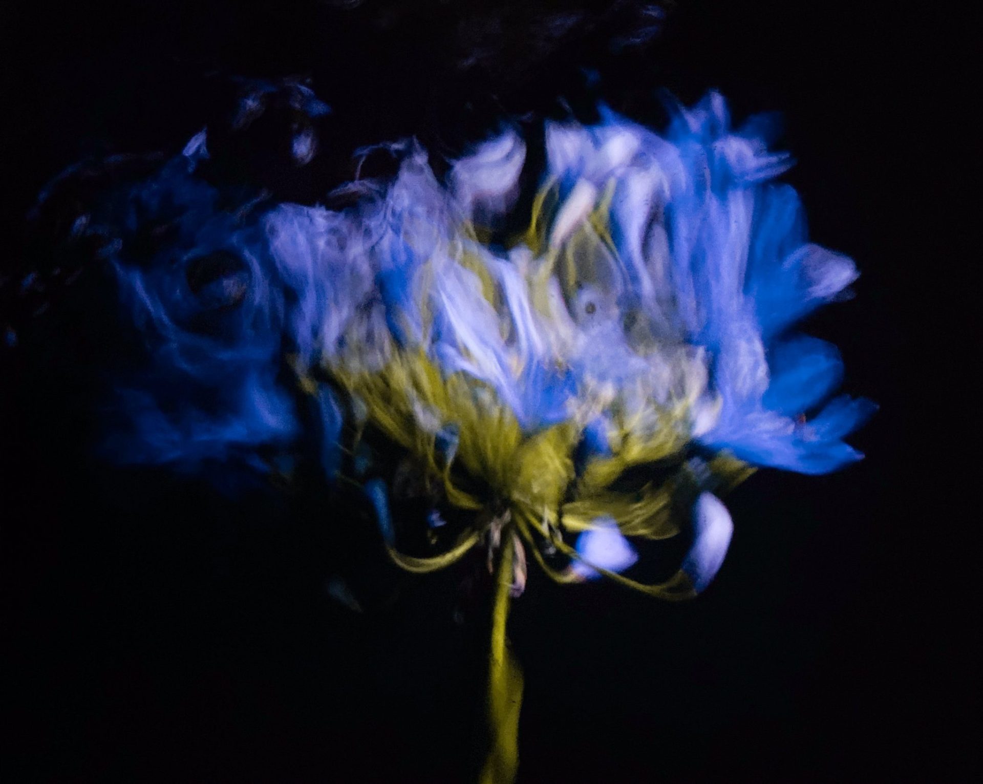 Home - Jungle Magazine